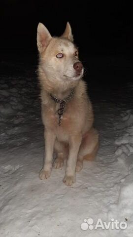 Кобель смесь Хаски бесплатно