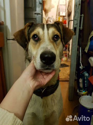 Найдена собака