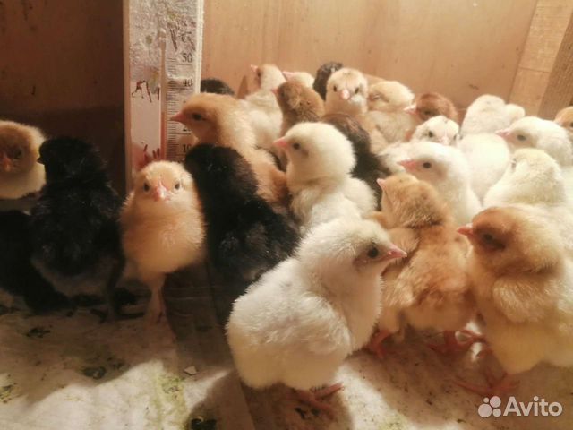 Цыплята суточные несушки