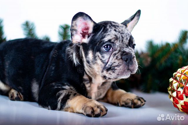 Красивый мальчик в лилово-подпалую программу