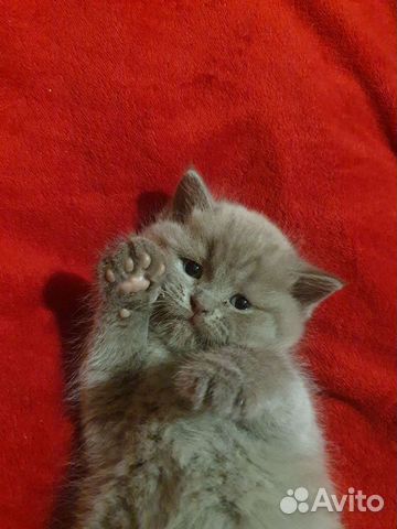 Шотландский котенок