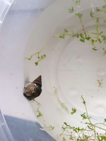 Улитка Хелена