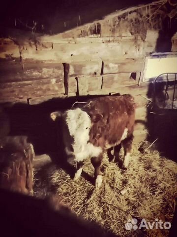 Герефорд телята