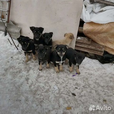 Щенки в добрые руки
