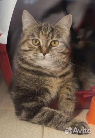 Скромная Полли в добрые руки