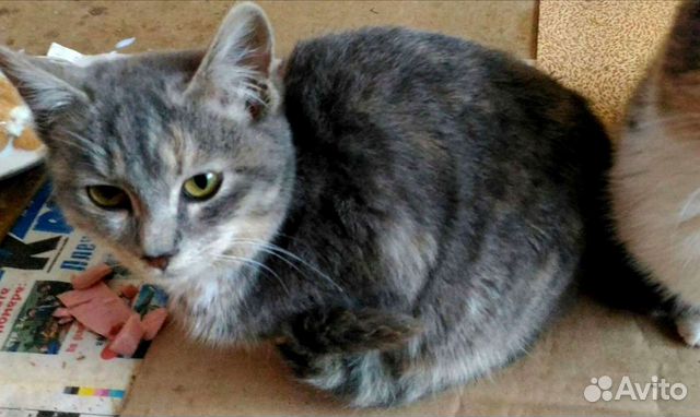 Кошечка "на час"