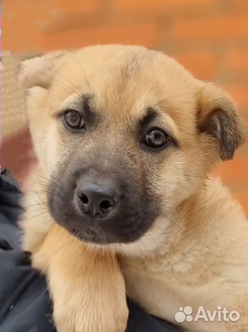 Персик (Персей), 3,5 месяца, в дар в добрые руки