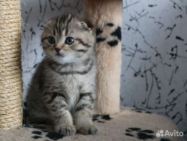 Шотландская вислоухая кошка