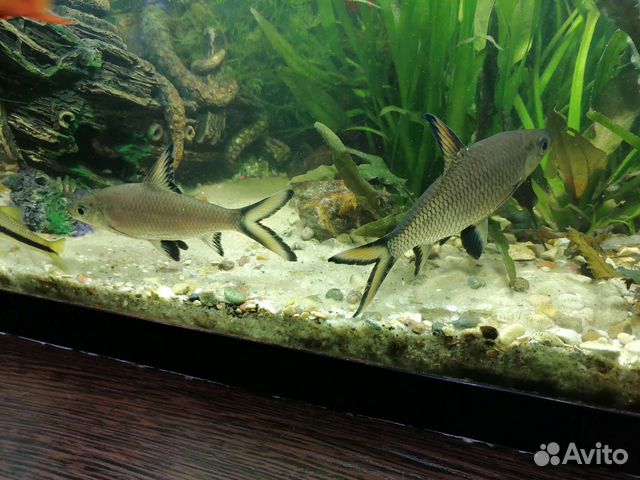 Акулий балу пара