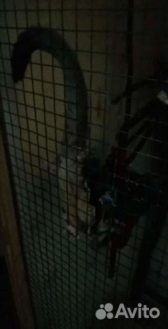 Белки летяги