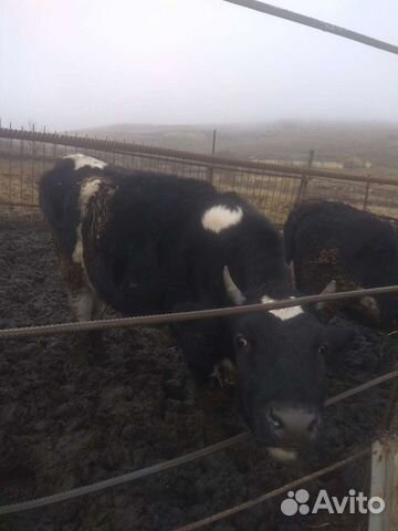 Телки стельные