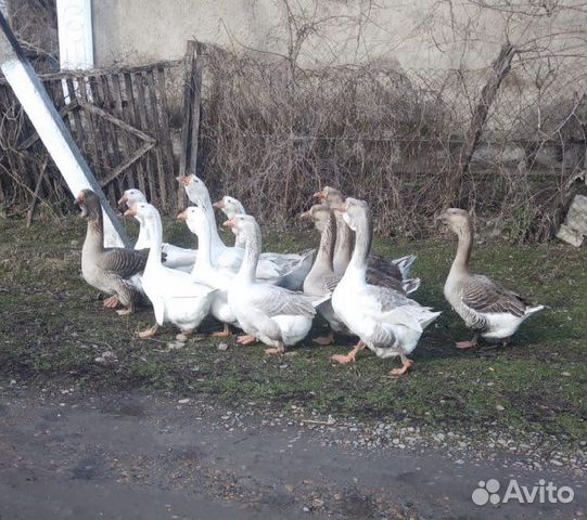 Гуси холмогоры