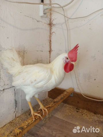 Петухи Легорн белый стандарт