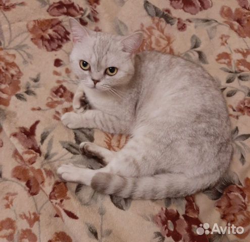Отдам в добрые руки Британка Страйт
