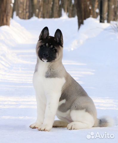 Американская акита, девочка