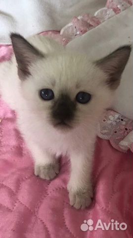 Тайские котята из официального питомника