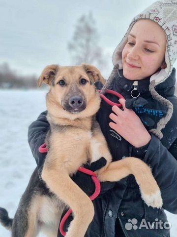 Маленькая Лесси ищет дом