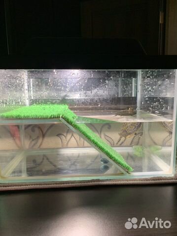 Красноухая черепаха с аквариумом