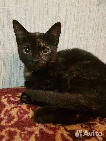 Котята в добрые руки бесплатно