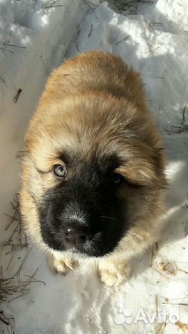 Щенки алабая