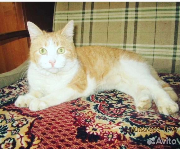 Кошка стерилизована, ищет дом