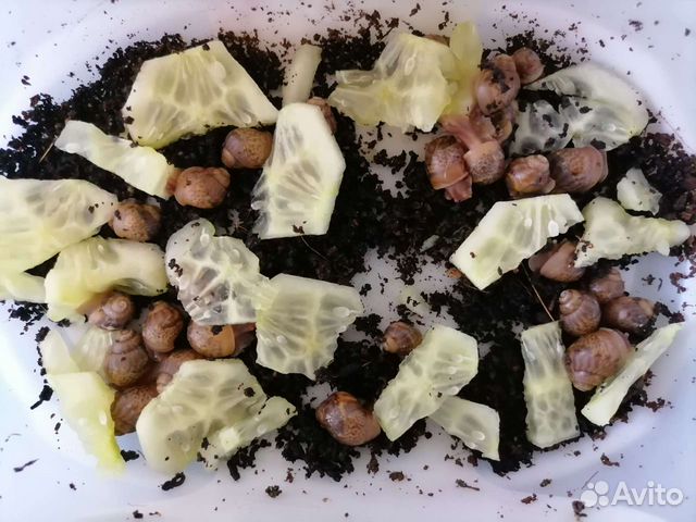 Улитки ахатины. Малыши