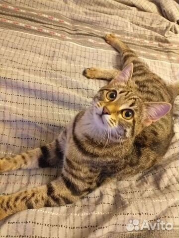 Кошка в дар