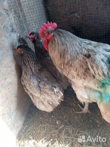 Домашняя птица