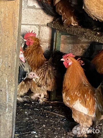 Карликовые куры петухи
