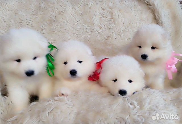 Белые самоедики