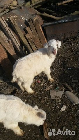 Зааненские козы