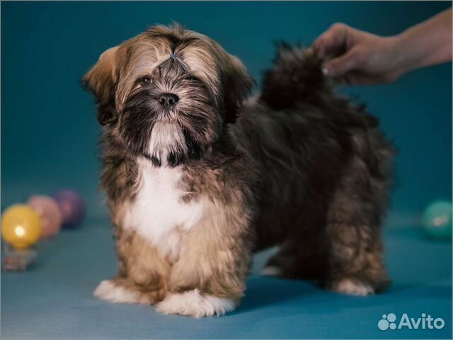 Мальчик шоу суперский