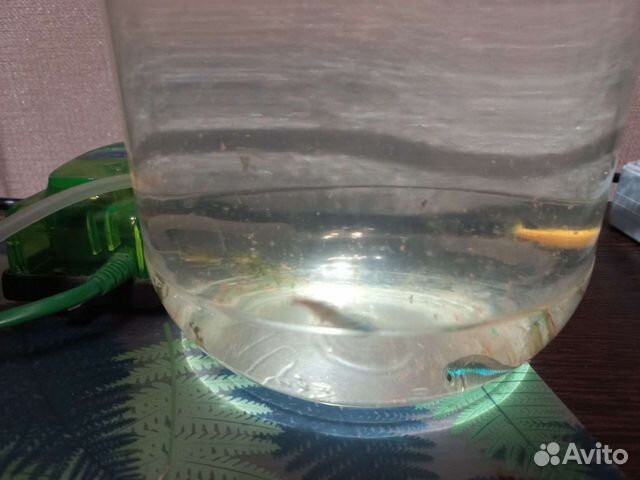 Аквариумные рыбки (2 неона и данио) бесплатно