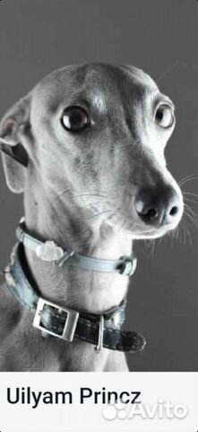 Кобель Левретки на вязку