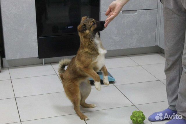 Собачка Сенди ищет дом