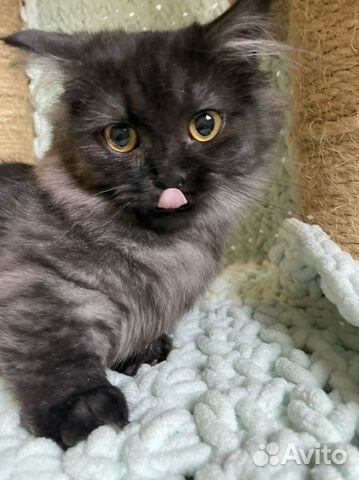 Кошка