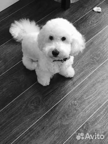 Болонка Болоньез