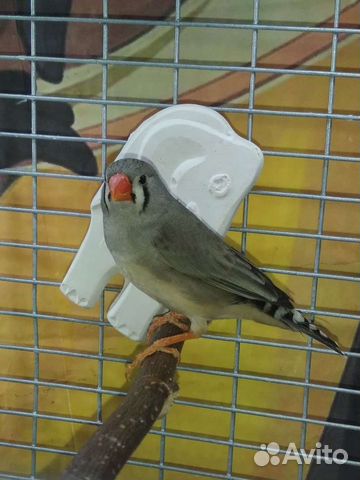 Амадина зебровая - самка