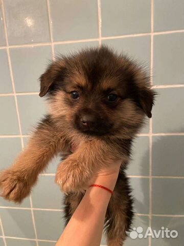 Щеночки от шпица