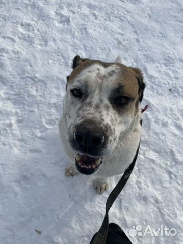 Собака в добрые руки