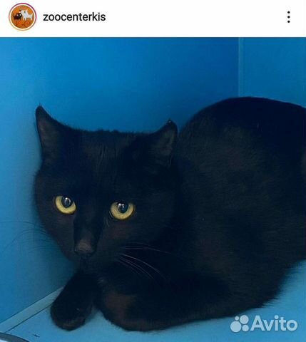 Тишка. Выпуск на улицу 27 фев. Шанс