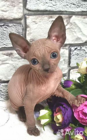 Канадский сфинкс. Девочка-Припевочка