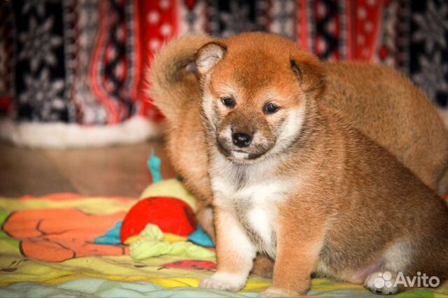Сиба, сиба ину, маленькая акита - щенки