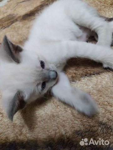 Кошки в добрые руки бесплатно.Мама и папа лысики