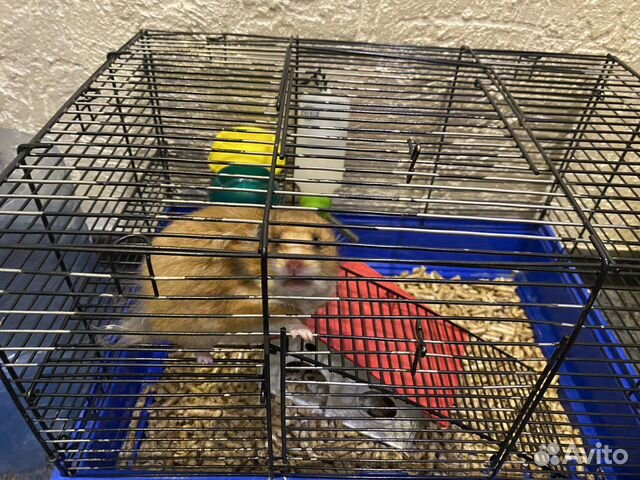 Отдам хомяка с клеткой