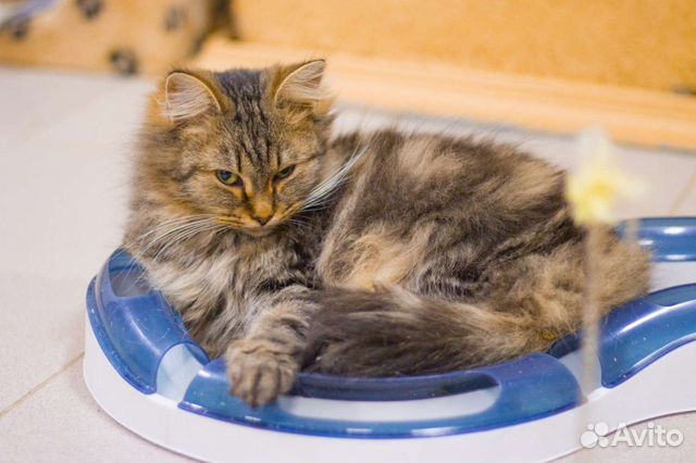 Кошка Виски ищет дом
