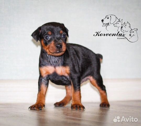 Супер пинчерюшечки