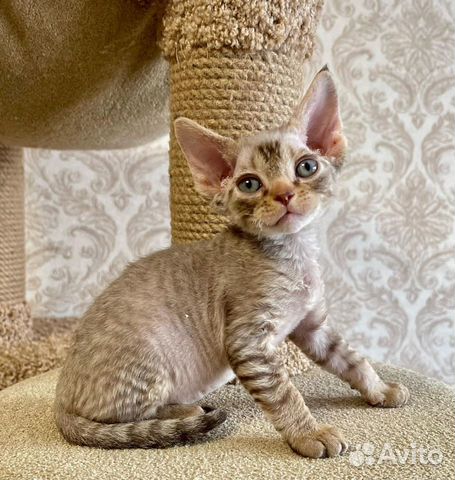 Шоколадный мальчик