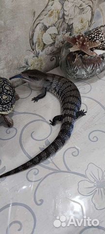 Сцинк интермедиа