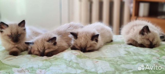 Продаются невские маскарадные котята
